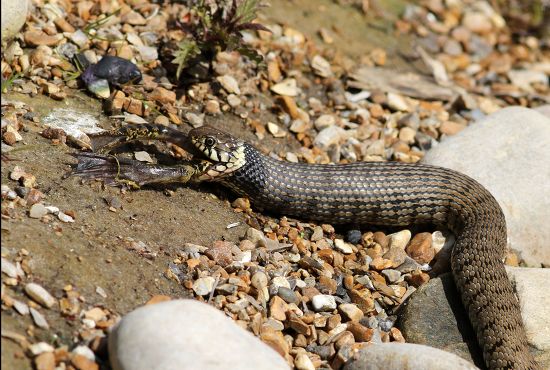 Grass Snake Eating Frog Editorial Stock Photo - Stock Image | Shutterstock