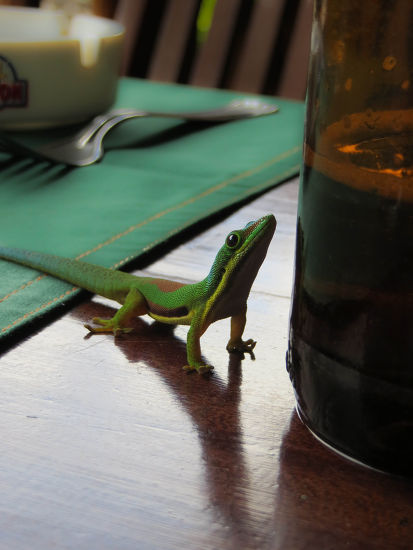 Gecko Beer Bottle Editorial Stock Photo - Stock Image | Shutterstock
