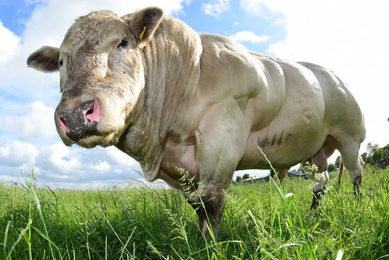 Beef Cattle Belgian Blue Editorial Stock Photo - Stock Image | Shutterstock