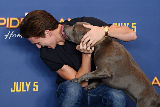 Tom Holland Dog Tessa Editorial Stock Photo - Stock Image | Shutterstock