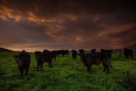 Cows Grazing Front Dramatic Dawn Sky Editorial Stock Photo - Stock ...