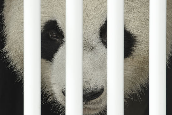 One Two Pandas During Arrival Two Editorial Stock Photo - Stock Image ...