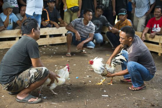Tanah Coq Fighting Editorial Stock Photo - Stock Image | Shutterstock