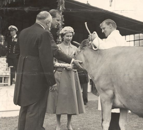 Queen Elizabeth Ii Pats Nose Beauchamp Editorial Stock Photo - Stock ...