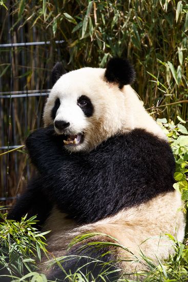 Panda Meng Meng Eats Leaves Eucalyptus Editorial Stock Photo - Stock ...