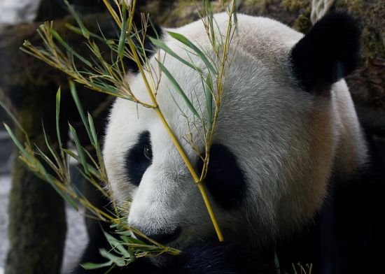 Panda Meng Meng Jiao Qing Editorial Stock Photo - Stock Image ...