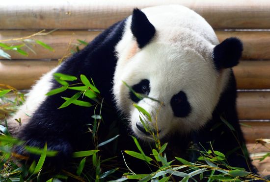 Panda Meng Meng Jiao Qing Editorial Stock Photo - Stock Image ...
