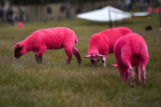 Pink Sheep Latitude Festival Editorial Stock Photo - Stock Image ...