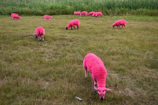 Pink Sheep Latitude Festival Editorial Stock Photo - Stock Image ...