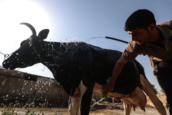 Farmers Wash Cows Farm Douma Syria Editorial Stock Photo - Stock Image ...