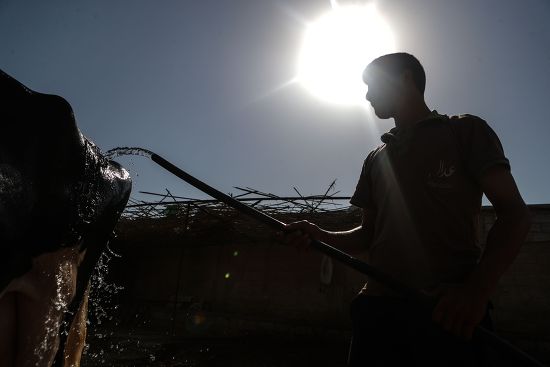 Farmers Wash Cows Farm Douma Syria Editorial Stock Photo - Stock Image ...