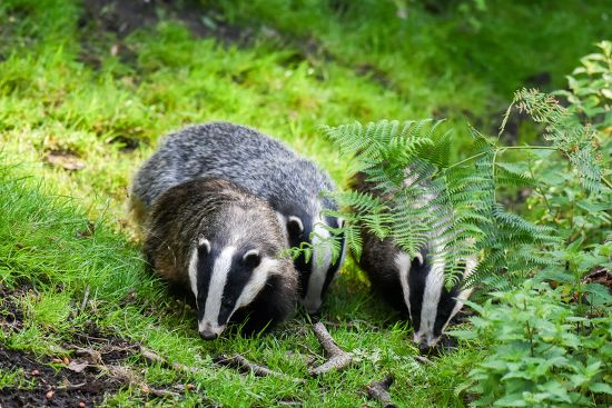 Badgers Feeding National Trusts Dinefwr Park Editorial Stock Photo ...