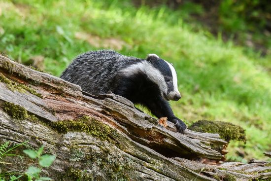 Badgers Feeding National Trusts Dinefwr Park Editorial Stock Photo ...