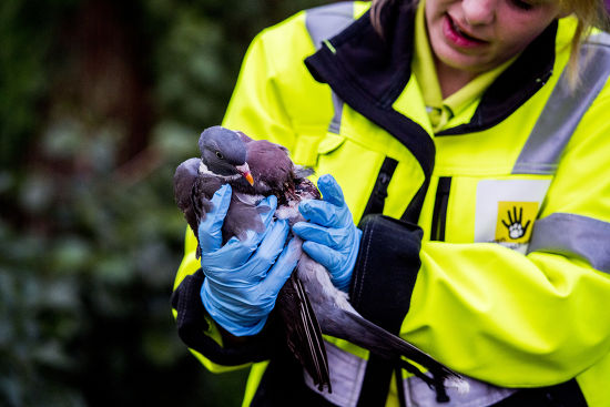 Animal Helpers Dierenbescherming On Patrol Their Editorial Stock Photo ...