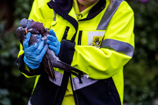 Animal Helpers Dierenbescherming On Patrol Their - Foto de stock de ...