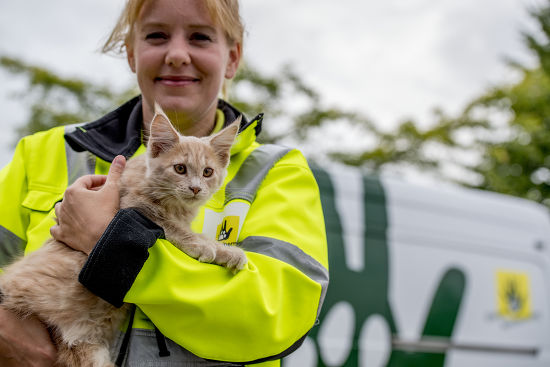 Animal Helpers Dierenbescherming On Patrol Their Editorial Stock Photo ...