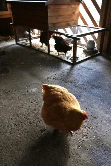Poultry Freightliners City Farm Highbury Islington Editorial Stock ...