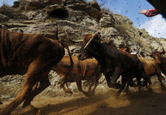 Bulls Chase Runners During Pilon Bull Editorial Stock Photo - Stock ...