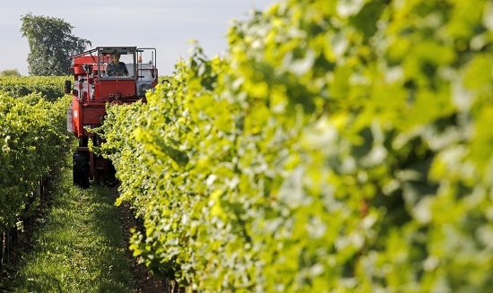 Harvesting Machine Rolls Through Lines Vines Editorial Stock Photo ...
