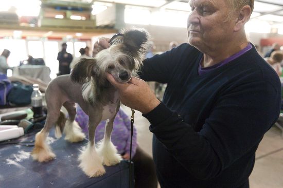 Chinese Crested Powder Puff Gets Grooming Editorial Stock Photo - Stock Image | Shutterstock