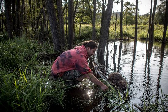 Scientist Lifts Beaver Livetrap Out Water Editorial Stock Photo - Stock ...