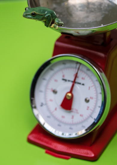 Fea Tree Frog Being Weighed Editorial Stock Photo - Stock Image ...