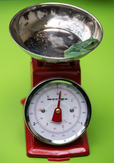 Fea Tree Frog Being Weighed Editorial Stock Photo - Stock Image ...