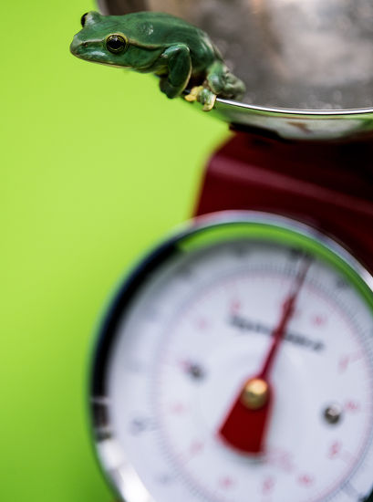 Fea Tree Frog Being Weighed Editorial Stock Photo - Stock Image ...