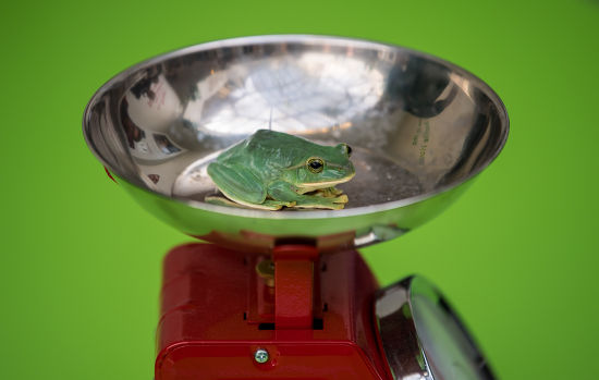 Fea Tree Frog Being Weighed Editorial Stock Photo - Stock Image ...