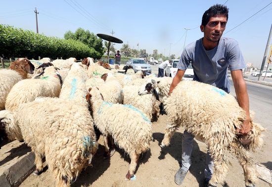 Iraqi Sheep Vendor Displays Sheep Sale Editorial Stock Photo - Stock ...