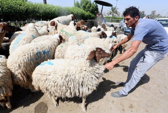Iraqi Sheep Vendor Displays Sheep Sale Editorial Stock Photo - Stock ...