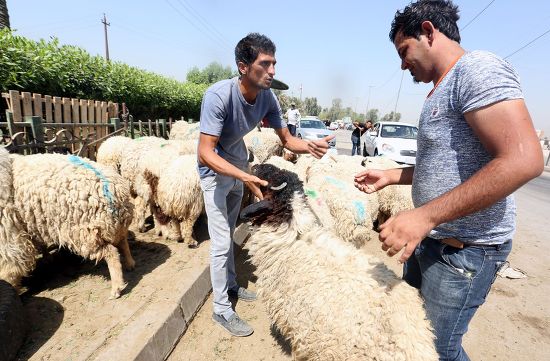 Iraqi Sheep Vendor Displays Sheep Sale Editorial Stock Photo - Stock ...