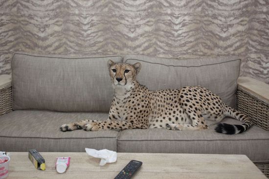 Cheetah Seats On Sofa Shahad Al Editorial Stock Photo - Stock Image ...