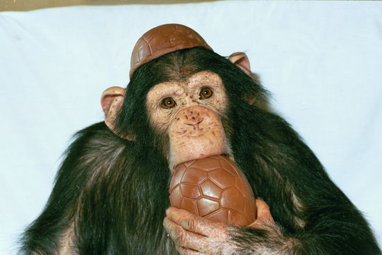 Pictures Show Danny Young Orphan Chimpanzee Editorial Stock Photo ...
