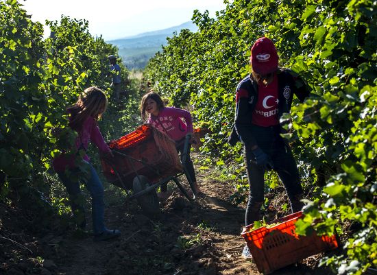 Children Help During Harvest Vineyards Stobi Editorial Stock Photo ...