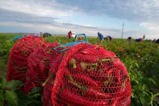 Paprika Harvest Had Started World Renowned Editorial Stock Photo ...