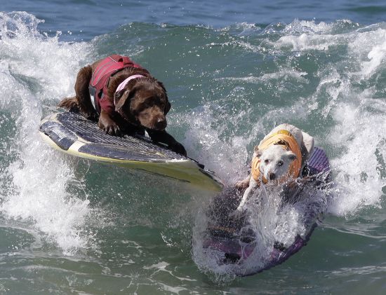 Two Dogs Shredder Category Close On Editorial Stock Photo - Stock Image ...