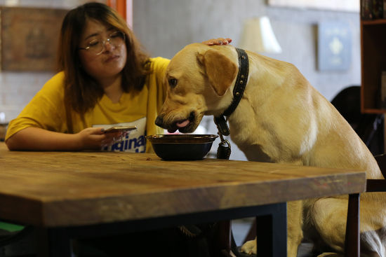 People Eat Their Dogs Pet Themed Editorial Stock Photo - Stock Image ...