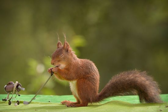Squirrel Golf Club Ball Editorial Stock Photo - Stock Image | Shutterstock