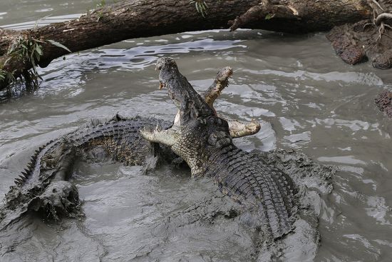 Crocodiles Fight Thaketa Crocodile Farm Yangon Editorial Stock Photo ...