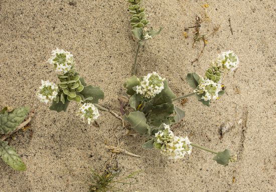 California Spectacle Pod Dithyrea Californica Flower Editorial Stock ...
