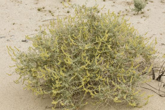 Burro Bush Ambrosia Dumosa Flower Anzaborrego Editorial Stock Photo ...