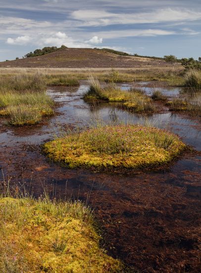 Bog Pools Vegetation On Middlebere Heath Editorial Stock Photo - Stock ...