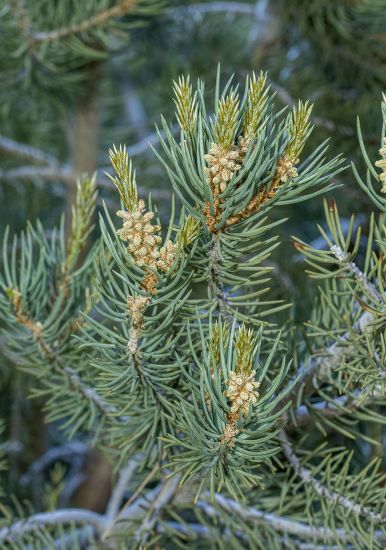 Singleleaf Pinyon Pinus Monophylla Pine Foliage Editorial Stock Photo ...