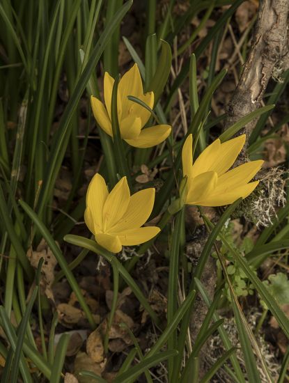 Winter Daffodil Sternbergia Sicula Flower Light Editorial Stock Photo ...
