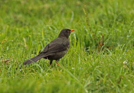 Great Thrush Turdus Fuscater Gigas Adult Editorial Stock Photo - Stock ...