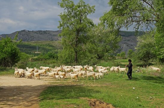 Goat Heard Heard Goats Buna River Editorial Stock Photo - Stock Image ...