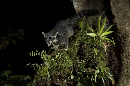 Central American Cacomistle Bassariscus Sumichrasti On Editorial Stock ...