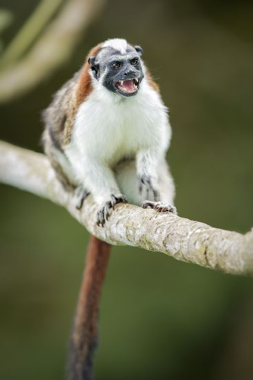 Geoffroys Tamarin Saguinus Geoffroyi Gamboa Panama Editorial Stock ...