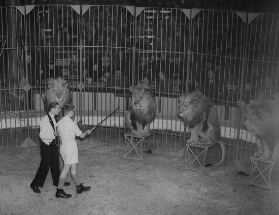 Apprentice Lion Tamer Cedric Crossfield Lions Editorial Stock Photo ...